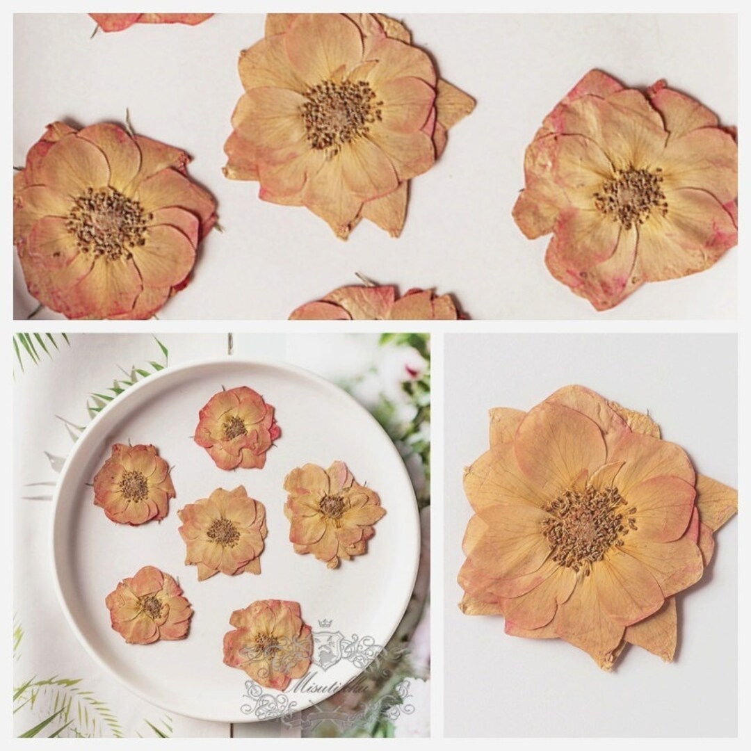 12 PCS Set 3.5-5CM Pressed Rose Flowers, Pressed Dried Roses, Real ...
