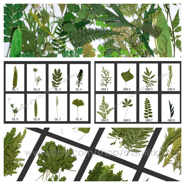 Pressed Leaves - Etsy