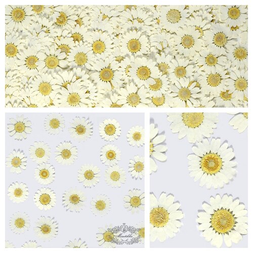 Pressed White Daisy 3 Sizes 12pcs/pack Small Dry Flower - Etsy