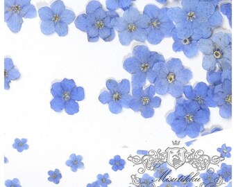 Dried Forget Me Not Flowers | Etsy