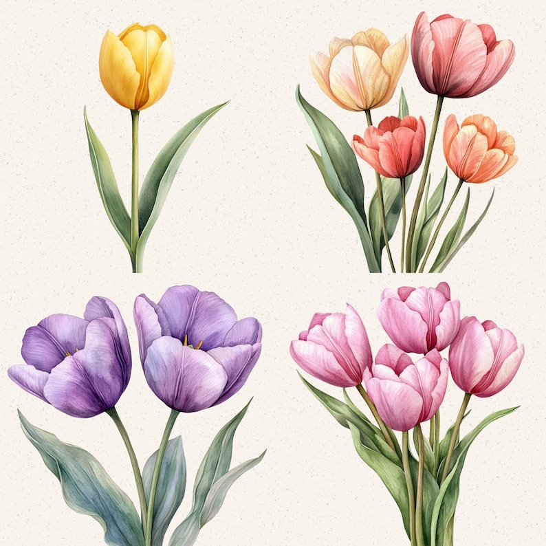 Watercolor Tulips Clipart, 63 PNG Images, Botanical Floral Illustration ...