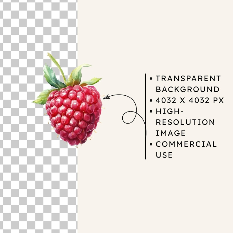 Watercolor Raspberry Clipart, Fresh Berry Illustration, Kitchen Fruit ...