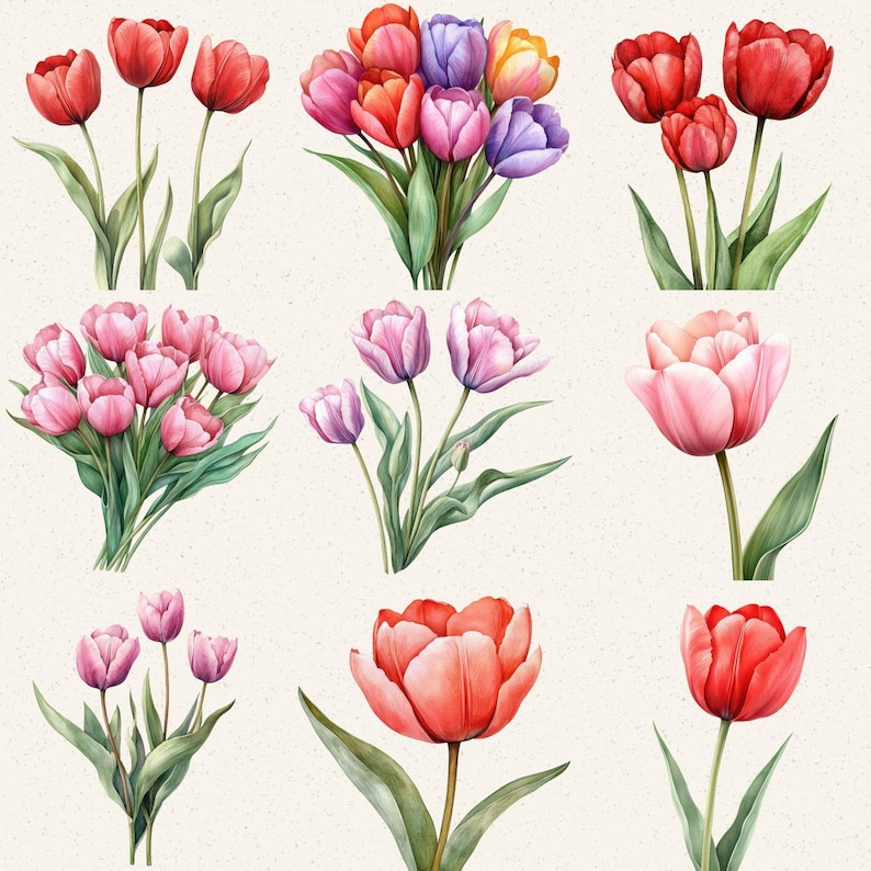 Watercolor Tulips Clipart, 63 PNG Images, Botanical Floral Illustration ...