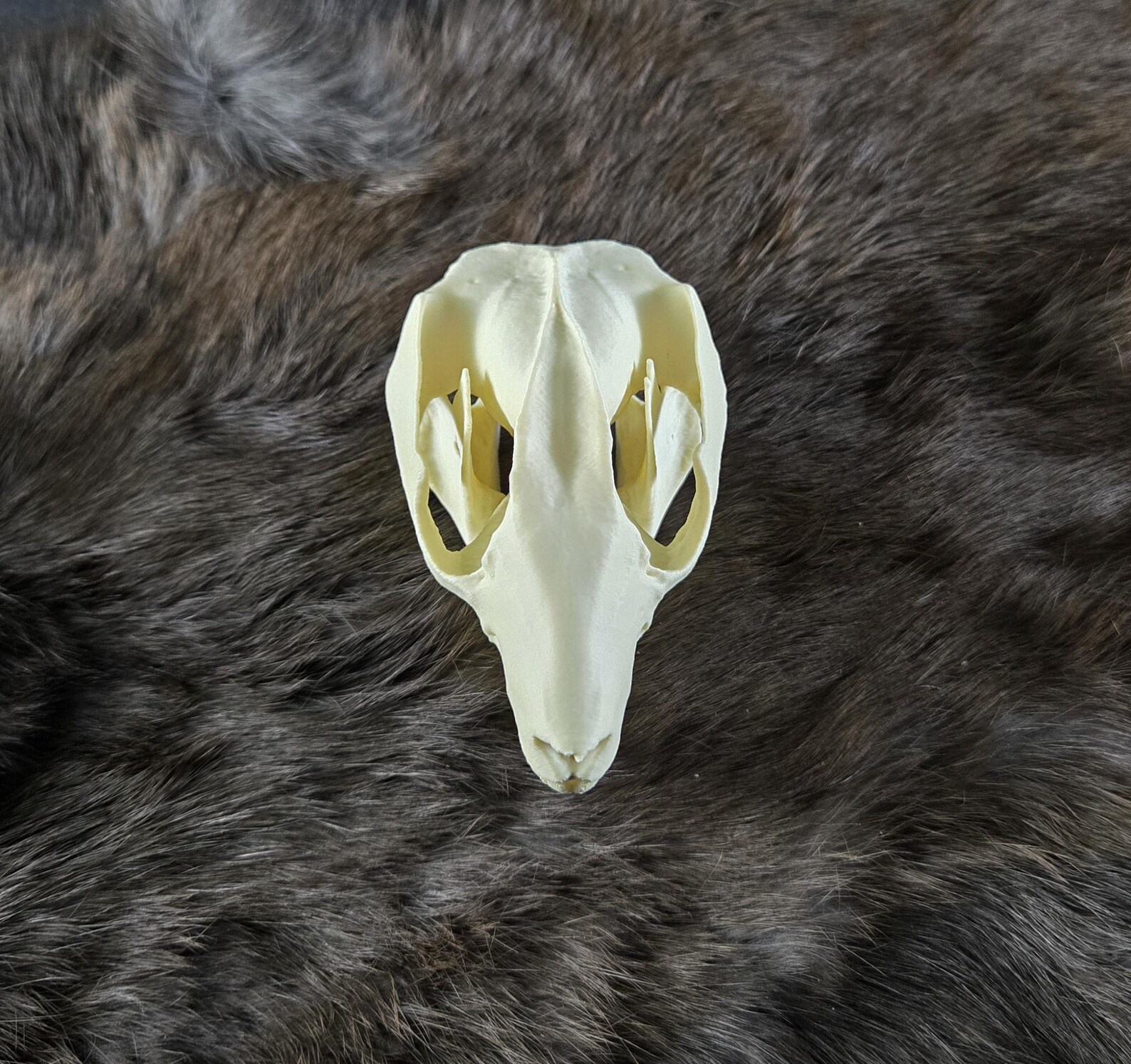 Possum Skull Replica, 1:1 CT Scan Reproduction, True to Scale, Rustic ...