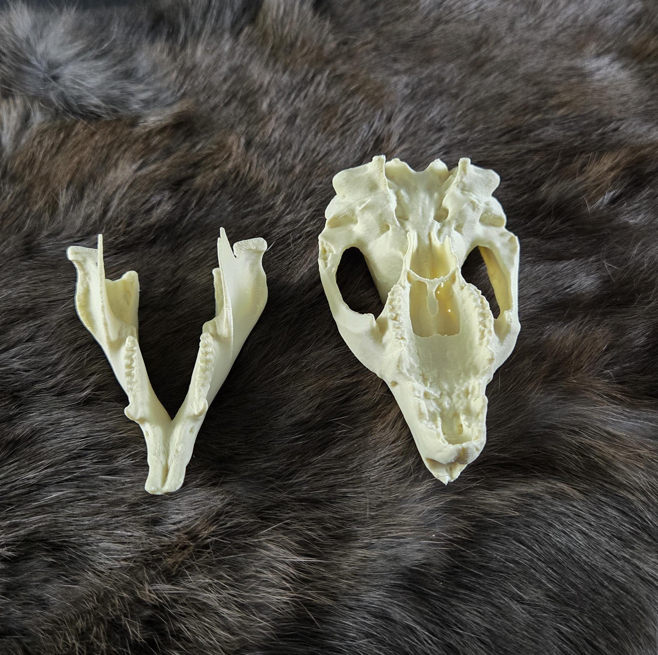 Possum Skull Replica, 1:1 CT Scan Reproduction, True to Scale, Rustic ...