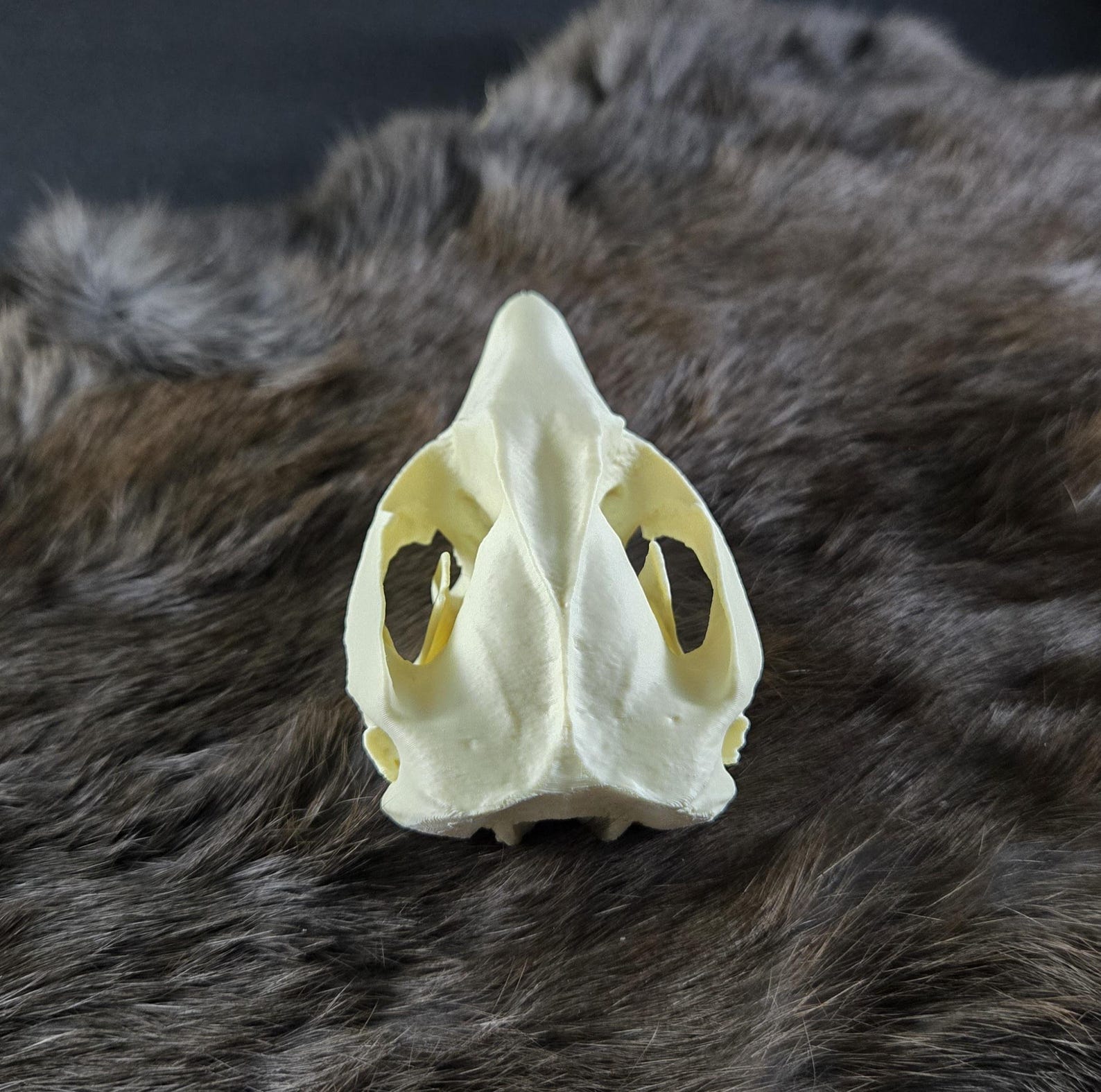 Possum Skull Replica, 1:1 CT Scan Reproduction, True to Scale, Rustic ...