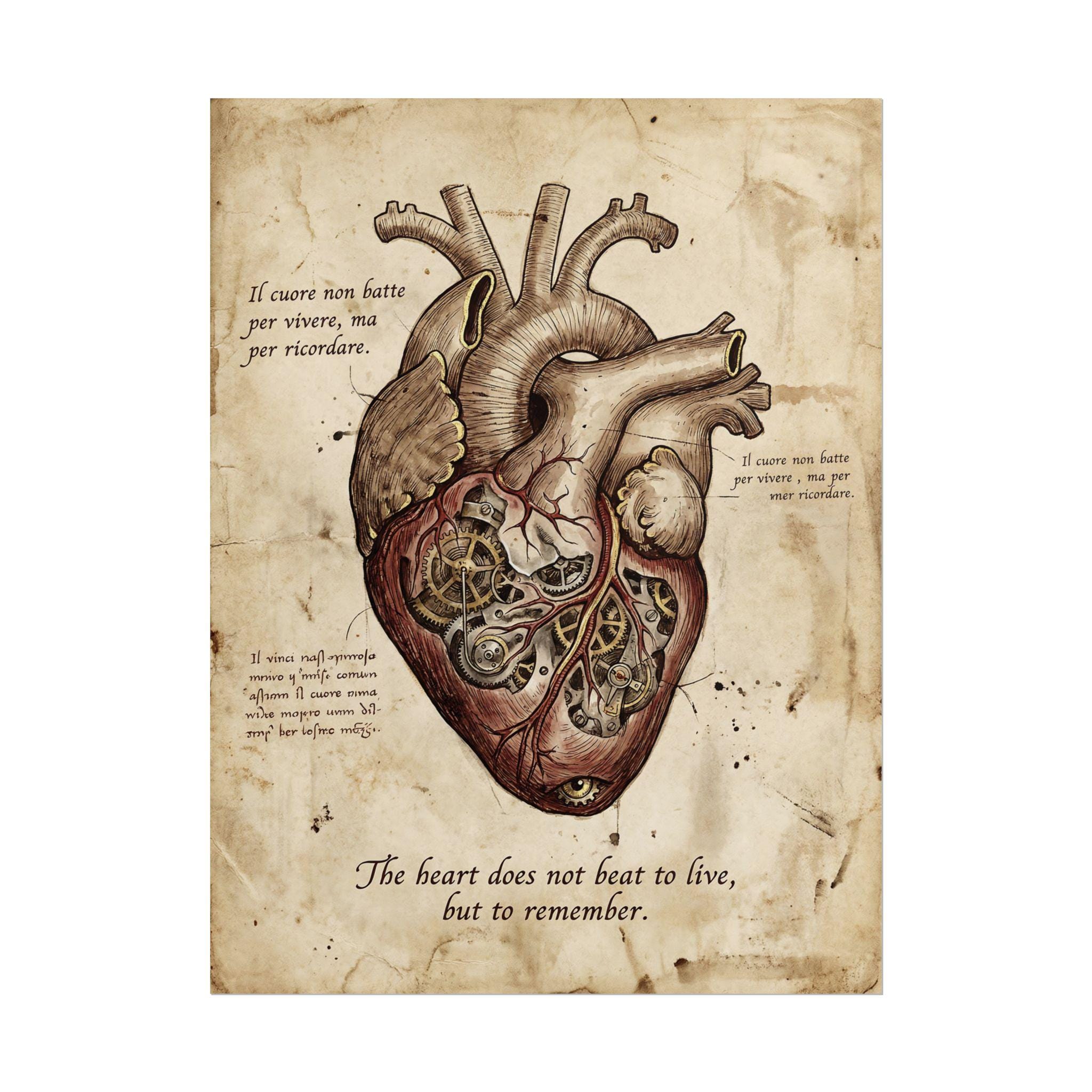 Where Anatomy Meets Alchemy Rolled Poster Print | Da Vinci Anatomical ...