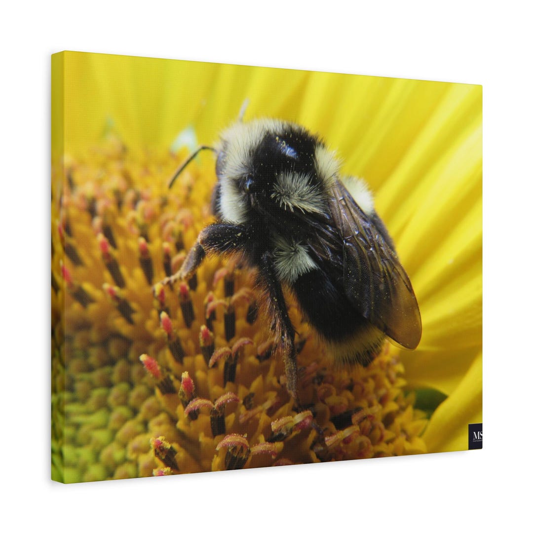 Bumblebee on Sunflower Matte Canvas - Etsy