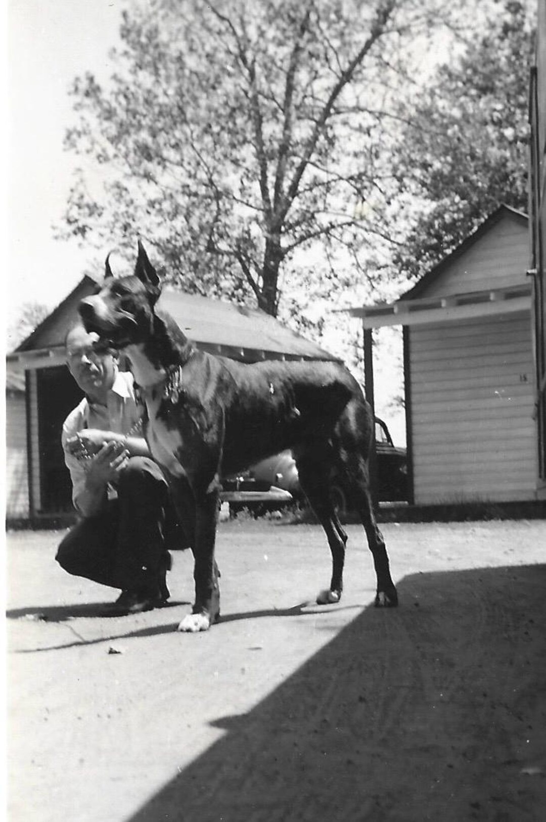 Great Dane Vintage Photo Handsome Smiling Dog Large Mastiff Sighthound ...
