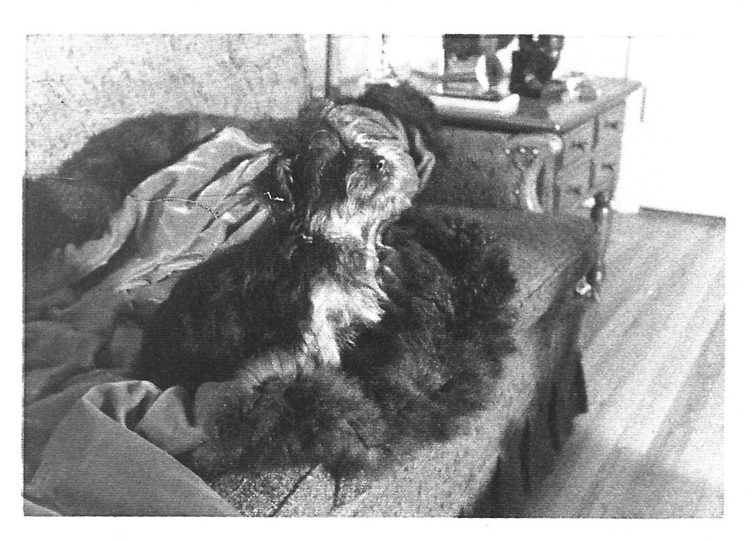 Vintage Black & White Photo: Scruffy Little Dog on Fur Blanket - Etsy