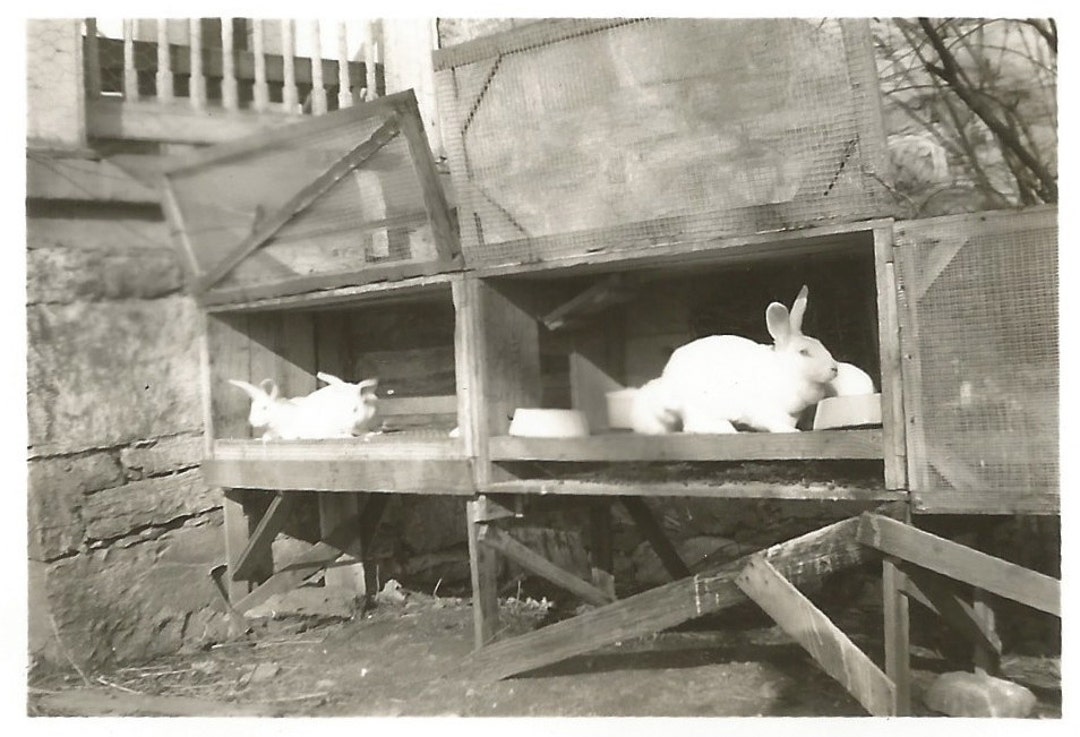 White Rabbit Bunny Rabbits on the Farm Rabbit Hutch Easter Bunny Rural ...