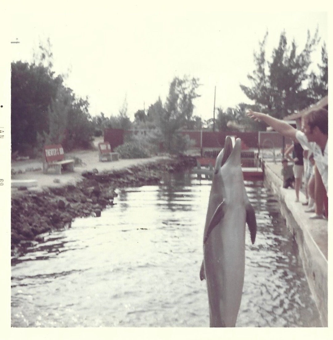 Feeding the Dolphins Vintage Color Photo Sea World Attraction Dolphin ...