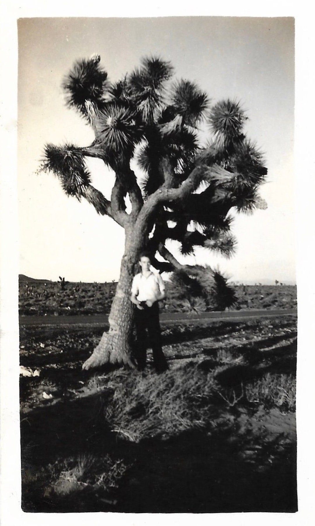 Joshua Tree Vintage Photo Young Man Poses With Joshua Tree California ...