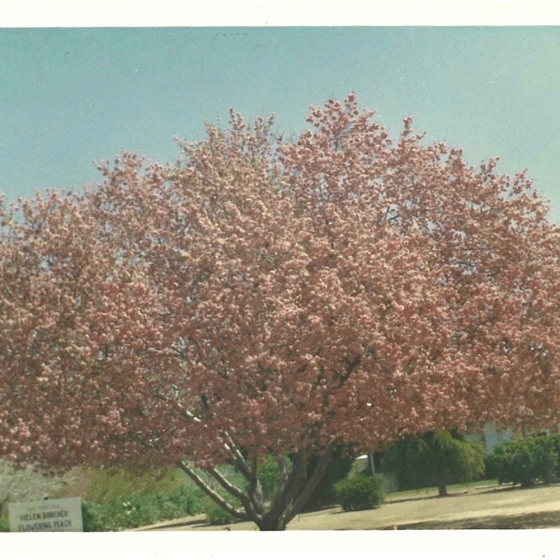 Flowering Peach Tree - Etsy