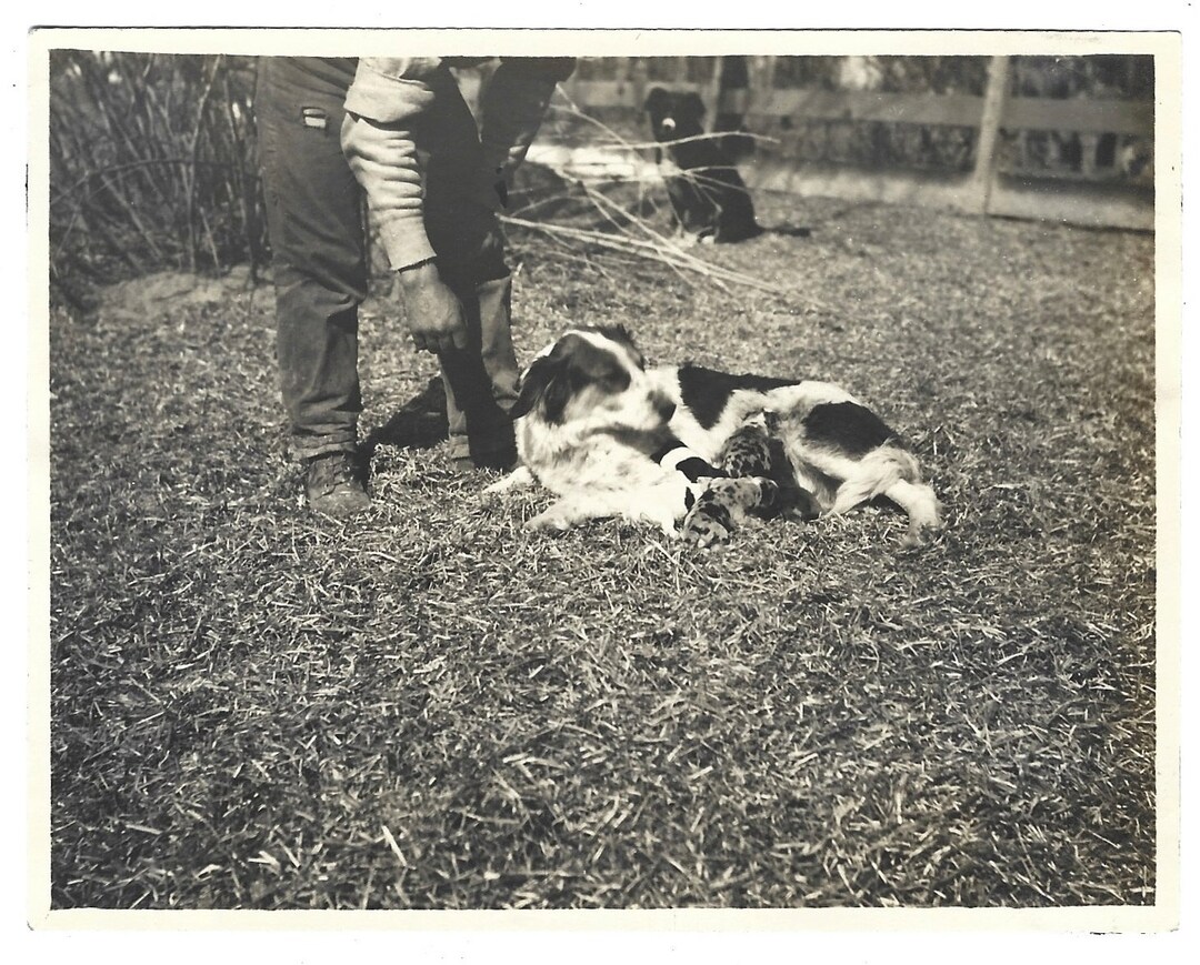 Vintage Photo Mother Spaniel Nurses Her Puppies Daddy Dog Watches in ...