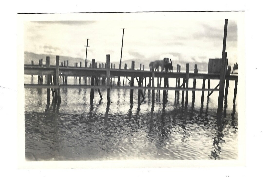 Silhouettes of Dogs on A Wooden Dock Vintage Abstract Photo Ocean ...