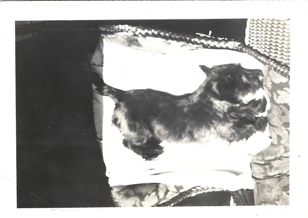 Original Vintage Photo Scottish Terrier Puppy Scottie Dog Scotty Family ...