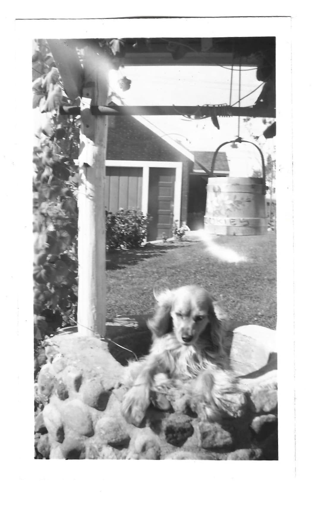 Cocker Spaniel Puppy in Wishing Well: Vintage Photo - Etsy