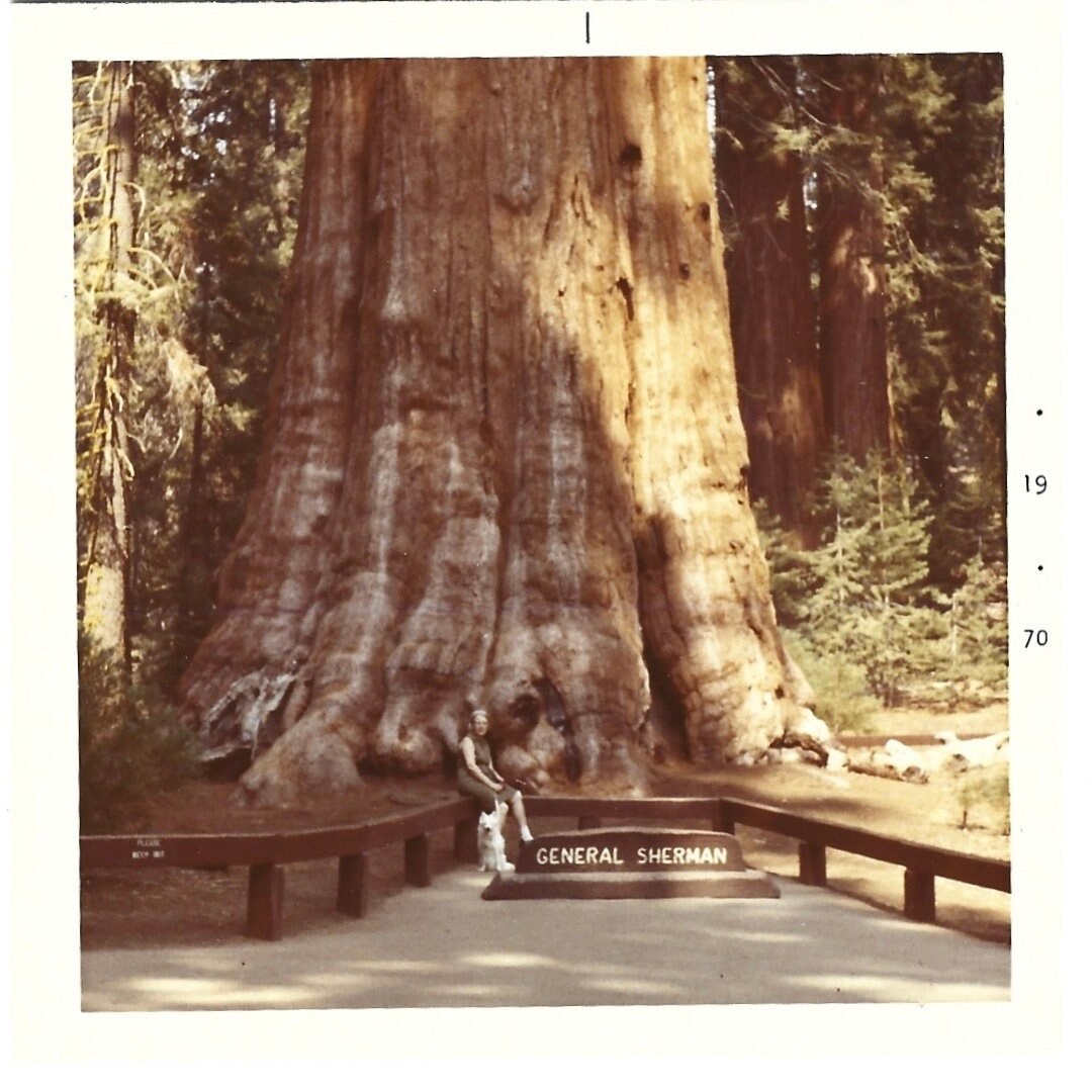 Giant Redwood Tree General Sherman Vintage Color Snapshot Woman & White ...