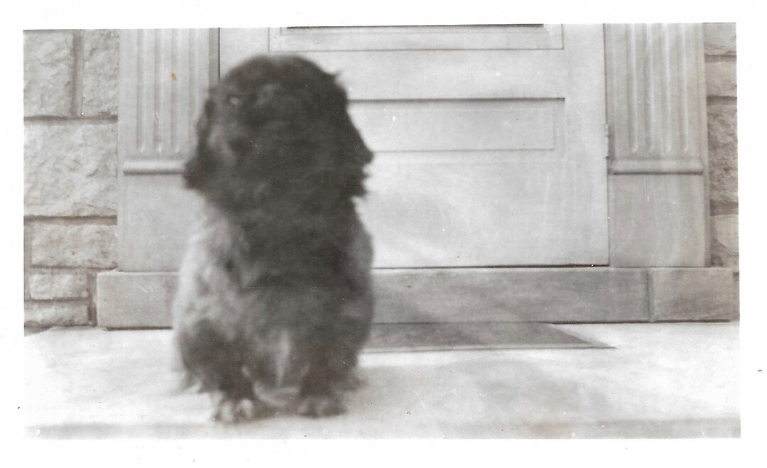 Original Vintage Pekingese Dog Photo Cute Little Puppy Dog Peke Black ...