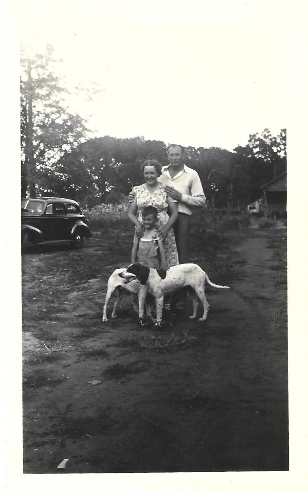 Funny Pose English Pointer Dogs Vintage Photo Family Poses With Their ...