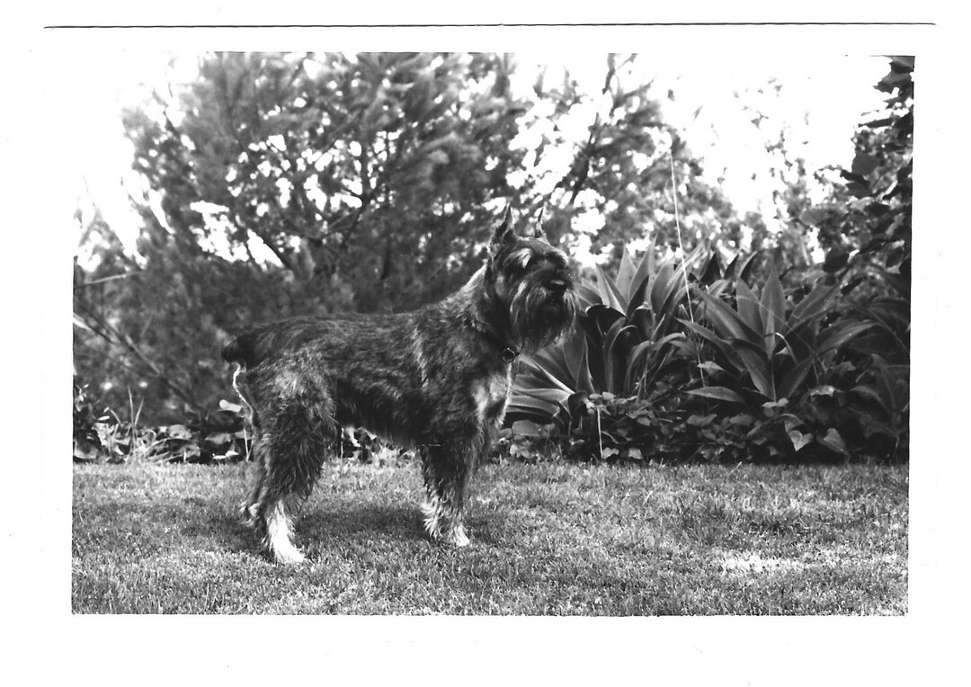 Giant Schnauzer Pet Portrait Photo Working Breed Dog Pedigree Show Dog ...