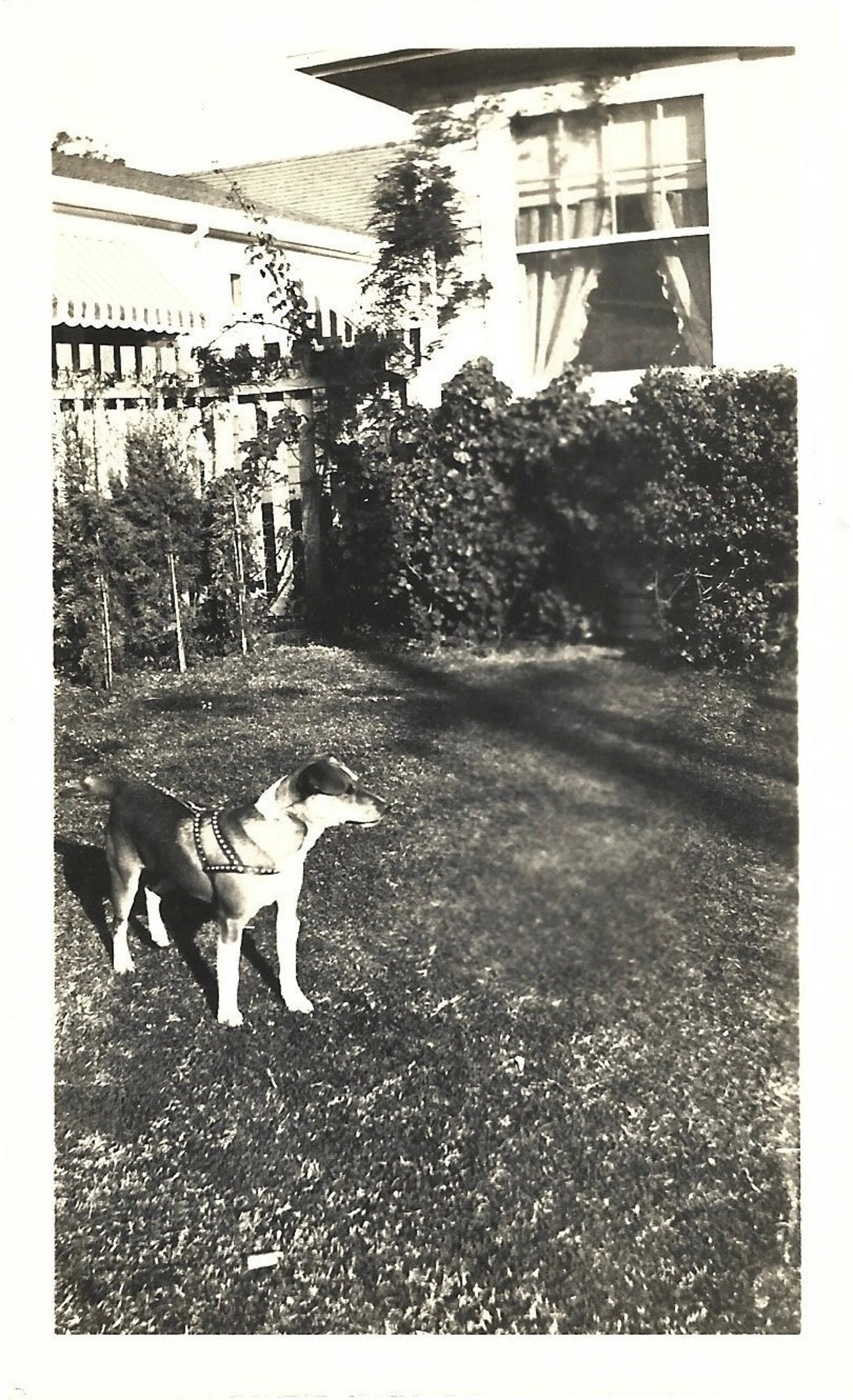 Vintage Jack Russell Terrier Puppy Photo, Little Dog on Leash - Etsy