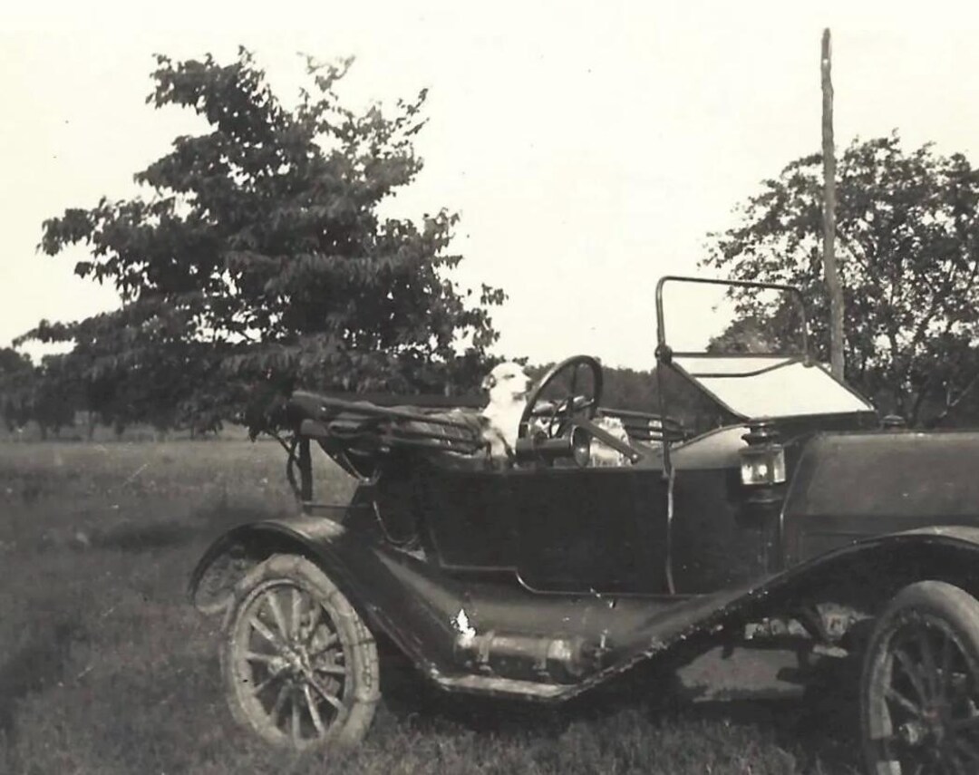 Little Dog Driving Antique Car Vintage Photo White Terrier Dog Sitting ...