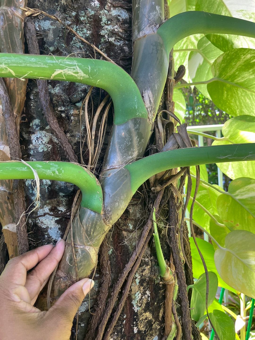 3 GIANT HAWAIIAN GOLDEN Pothos Cuttings Fresh Cut With Variegation X X L Pothos Variegated ...