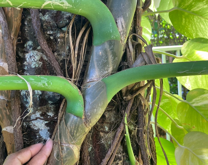 3 GIANT HAWAIIAN GOLDEN Pothos Cuttings Fresh Cut With Variegation X X L Pothos Variegated ...