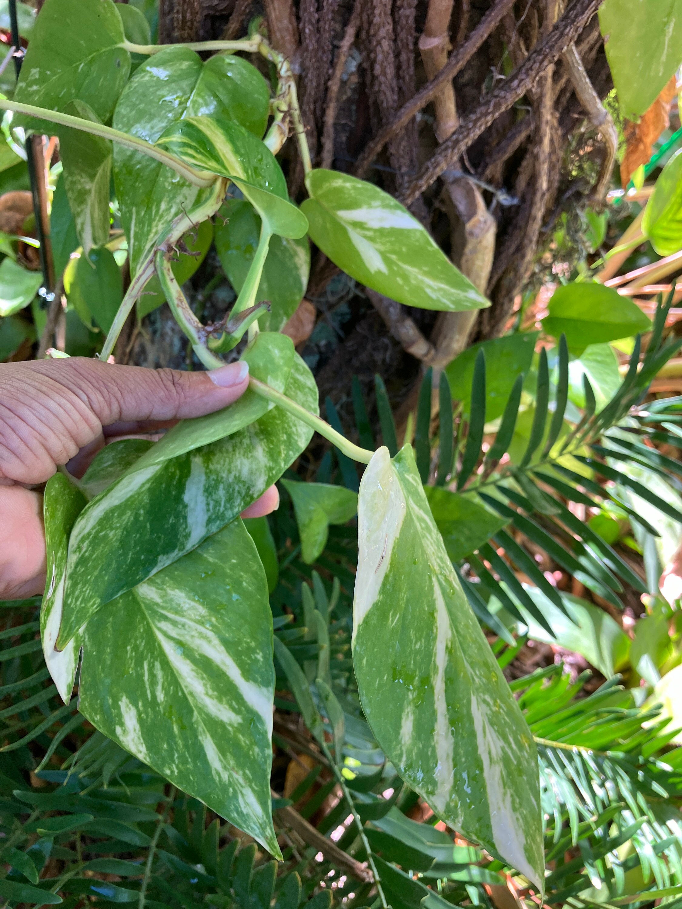 3 GIANT HAWAIIAN GOLDEN Pothos Cuttings Fresh Cut With Variegation - Etsy