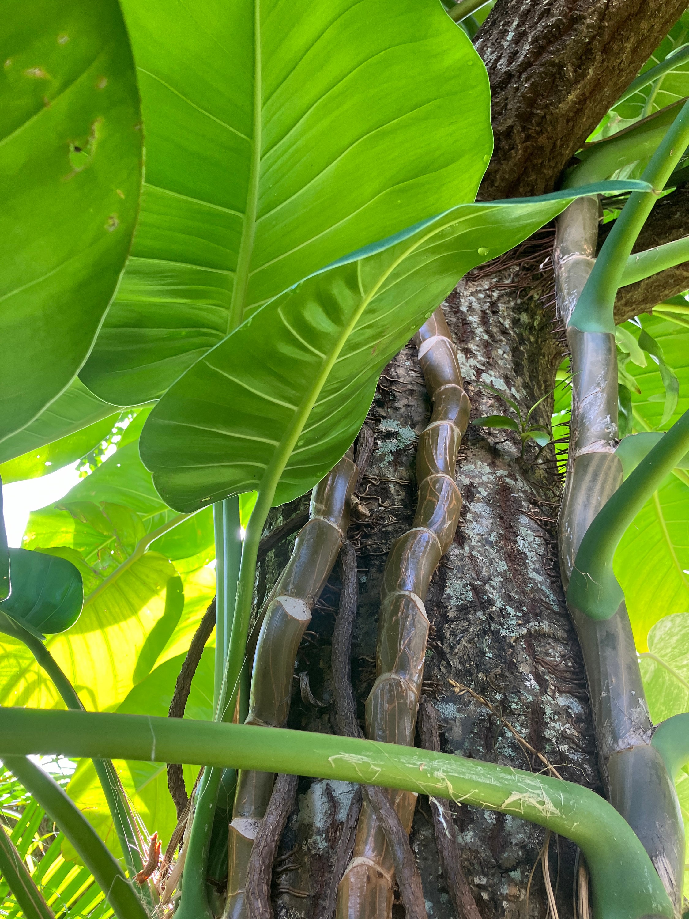 3 GIANT HAWAIIAN GOLDEN Pothos Cuttings Fresh Cut With Variegation X X ...