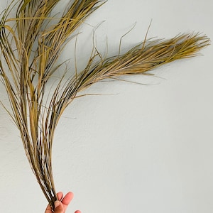 DRIED PALM LEAVES (set of 6) Wispy Natural Date Palm Dried Palm Fronds ...