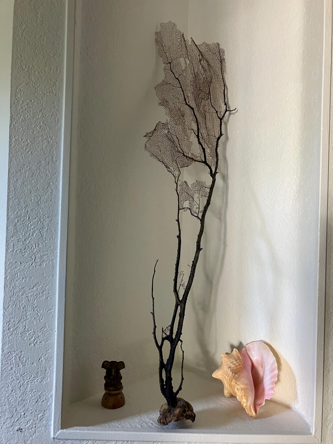 Natural Sea Fan -XL Size Coastal Home Decor - Reef Coral - Seashells ...
