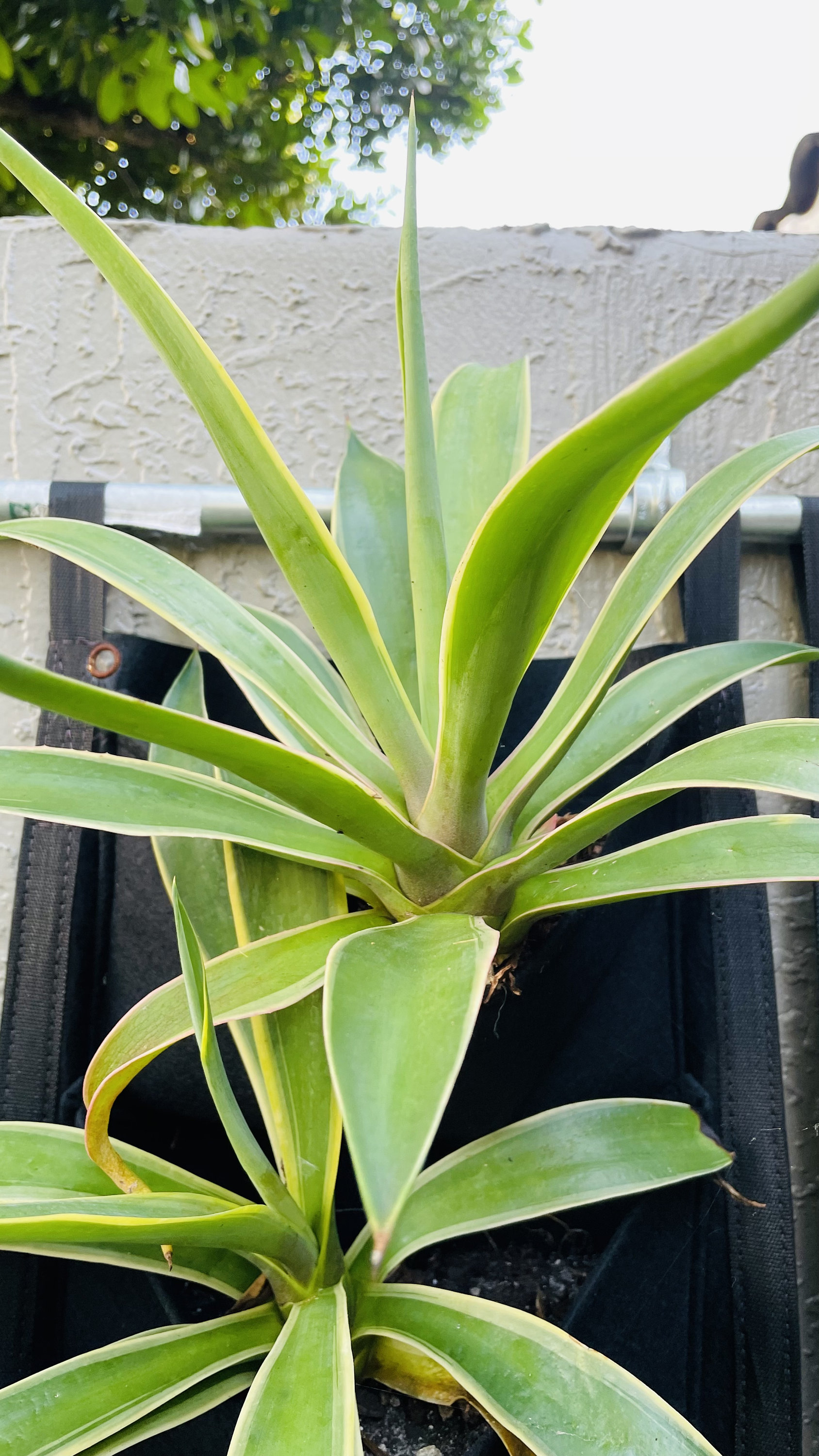 Variegated Smooth Agave 'golden Moments' Agave Desmetianna Varigata ...