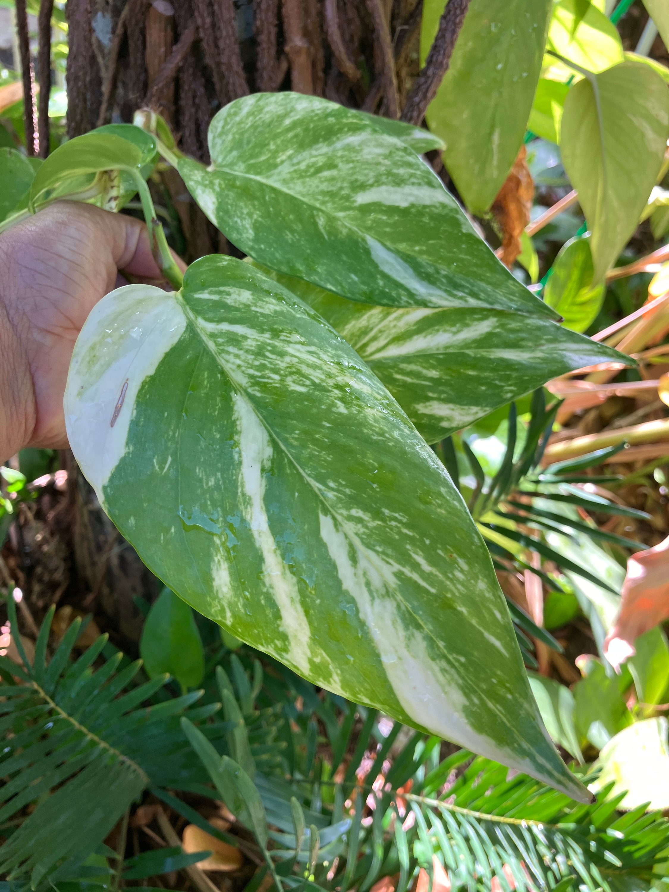 3 GIANT HAWAIIAN GOLDEN Pothos Cuttings Fresh Cut With Variegation - Etsy