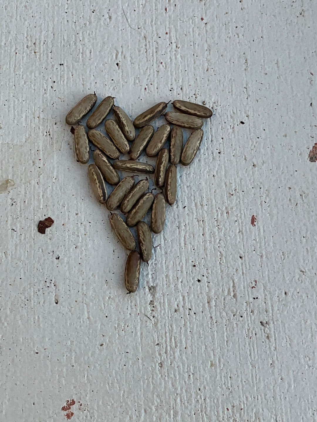 ROYAL POINCIANA SEEDS Flamboyant Tree Seeds Flame Tree Seeds - 20 Seeds ...