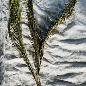 DRIED PALM LEAVES (set of 6) Wispy Natural Date Palm Dried Palm Fronds ...
