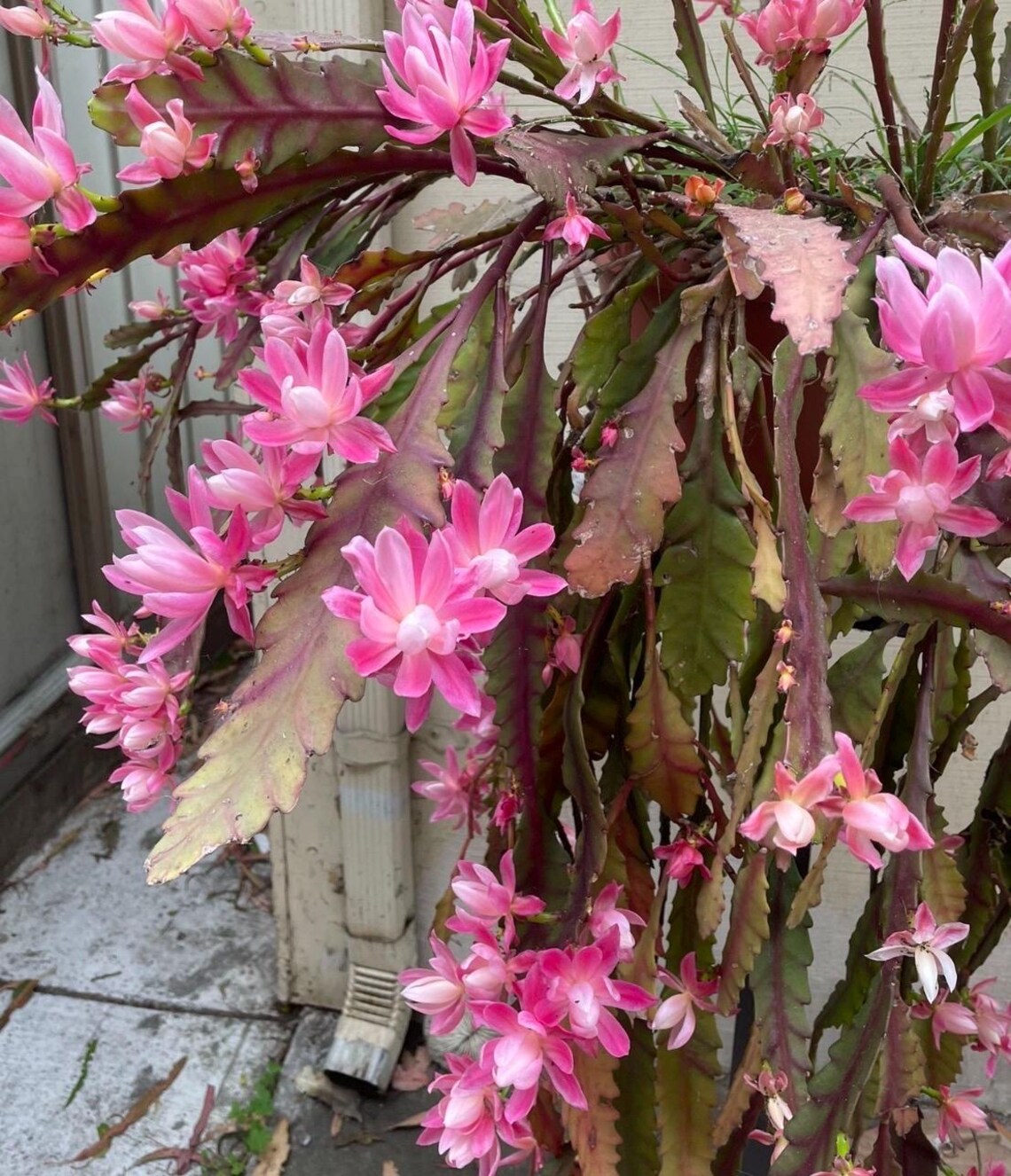German Empress Orchid Cactus Rooted | Epiphyllum Hybrid - Etsy