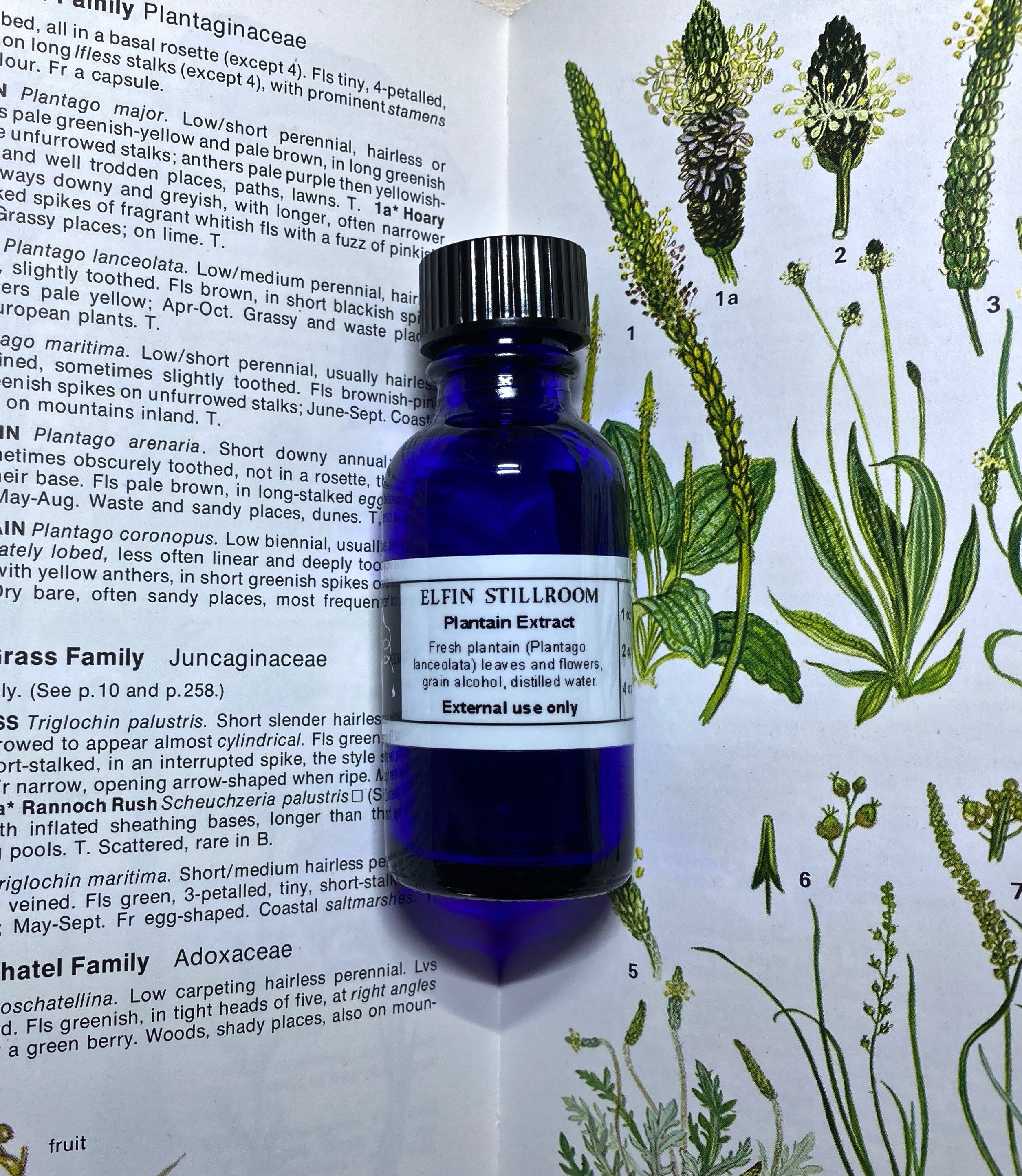 Fresh Plantain plantago Lanceolata Extract - Etsy
