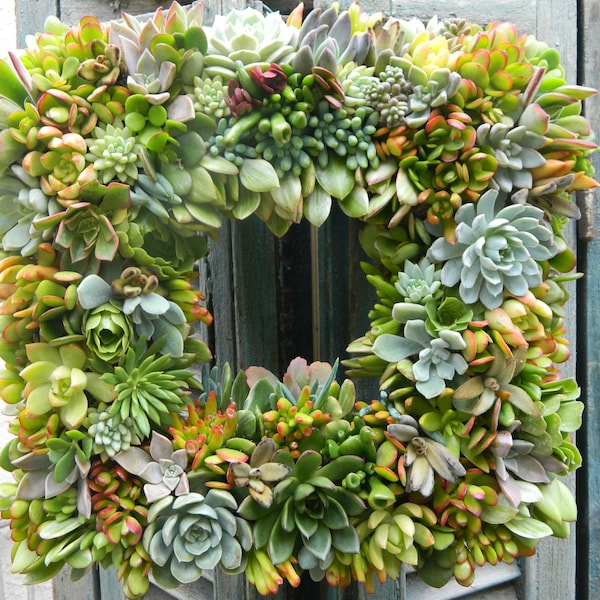 Succulent Wreath - Etsy