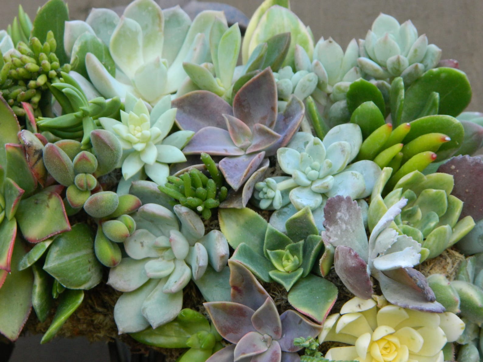 Succulent Wreath Square Succulent Wreath 15 Succulent - Etsy