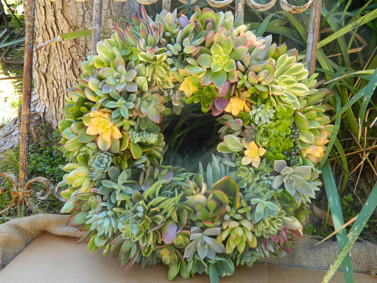 Succulent Wreath Round Live Succulent Wreath 18 | Etsy