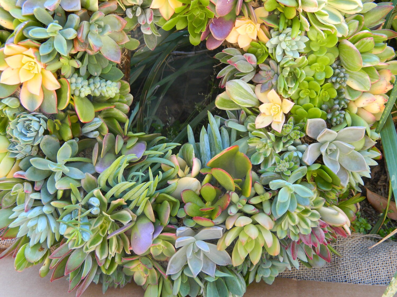 Succulent Wreath Round Live Succulent Wreath 18 | Etsy