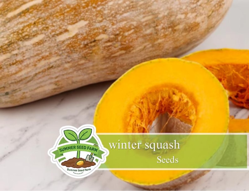 50 Winter Squash Seeds | Yellow Squash | Butternut Type | Garden ...