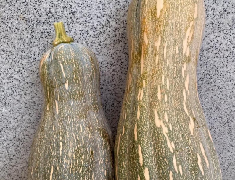 50 Winter Squash Seeds | Yellow Squash | Butternut Type | Garden ...