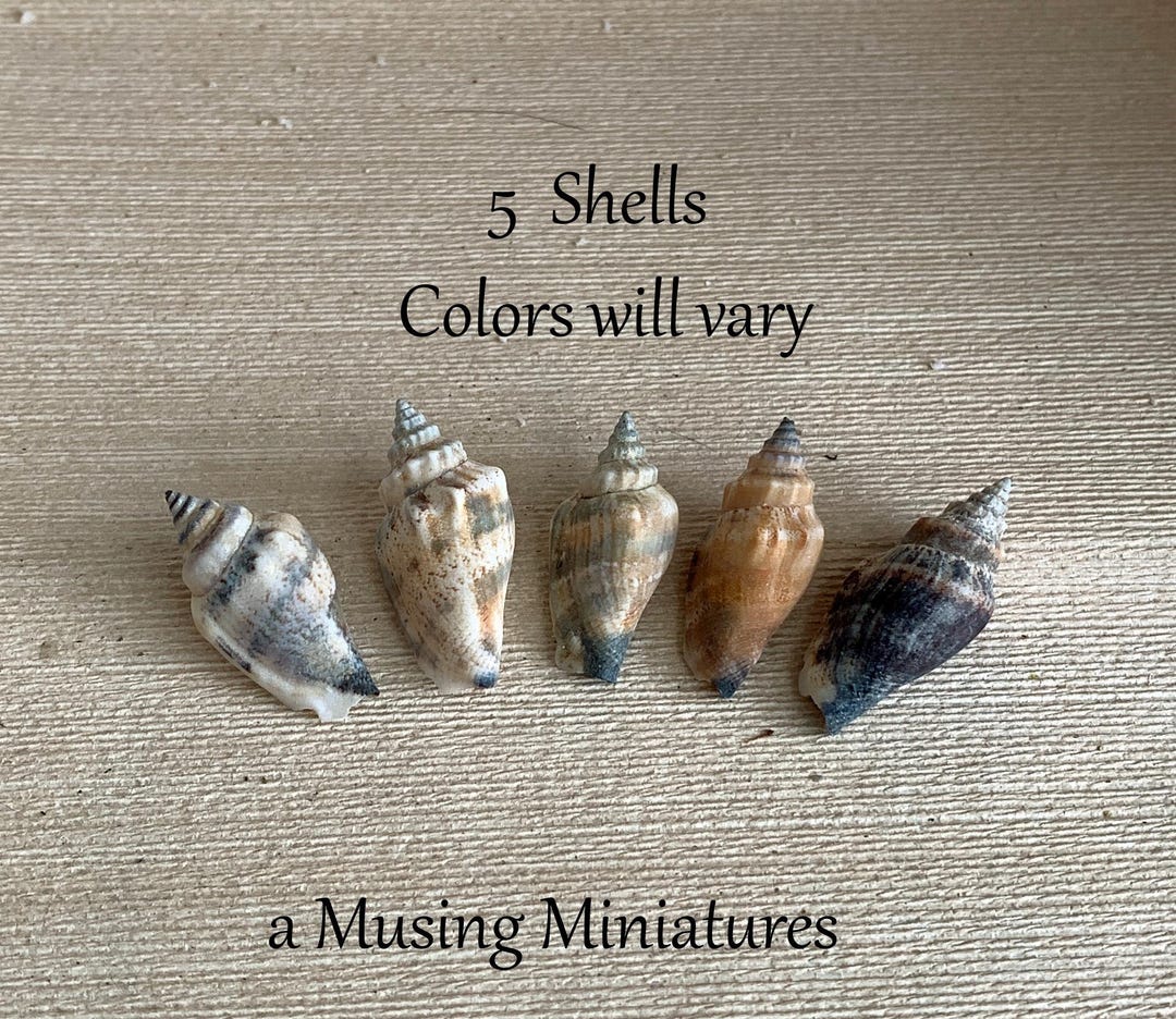 Miniature Giant Shells 5 Pieces for Dollhouse Beach Decor or Curiosity ...