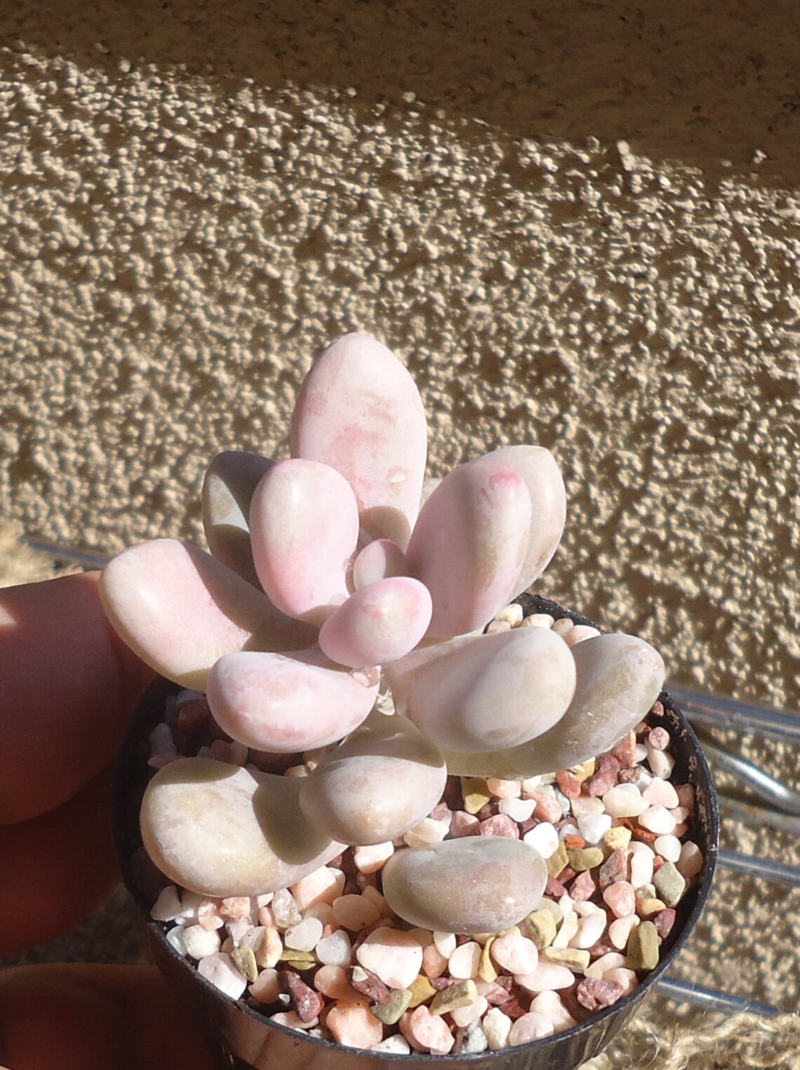Pink Moonstone Succulents Pachyphytum Oviferum Roseum - Etsy
