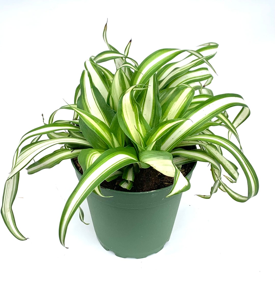 Variegated Spider Plant Chlorophytum Comosum Live Potted Houseplants - Etsy