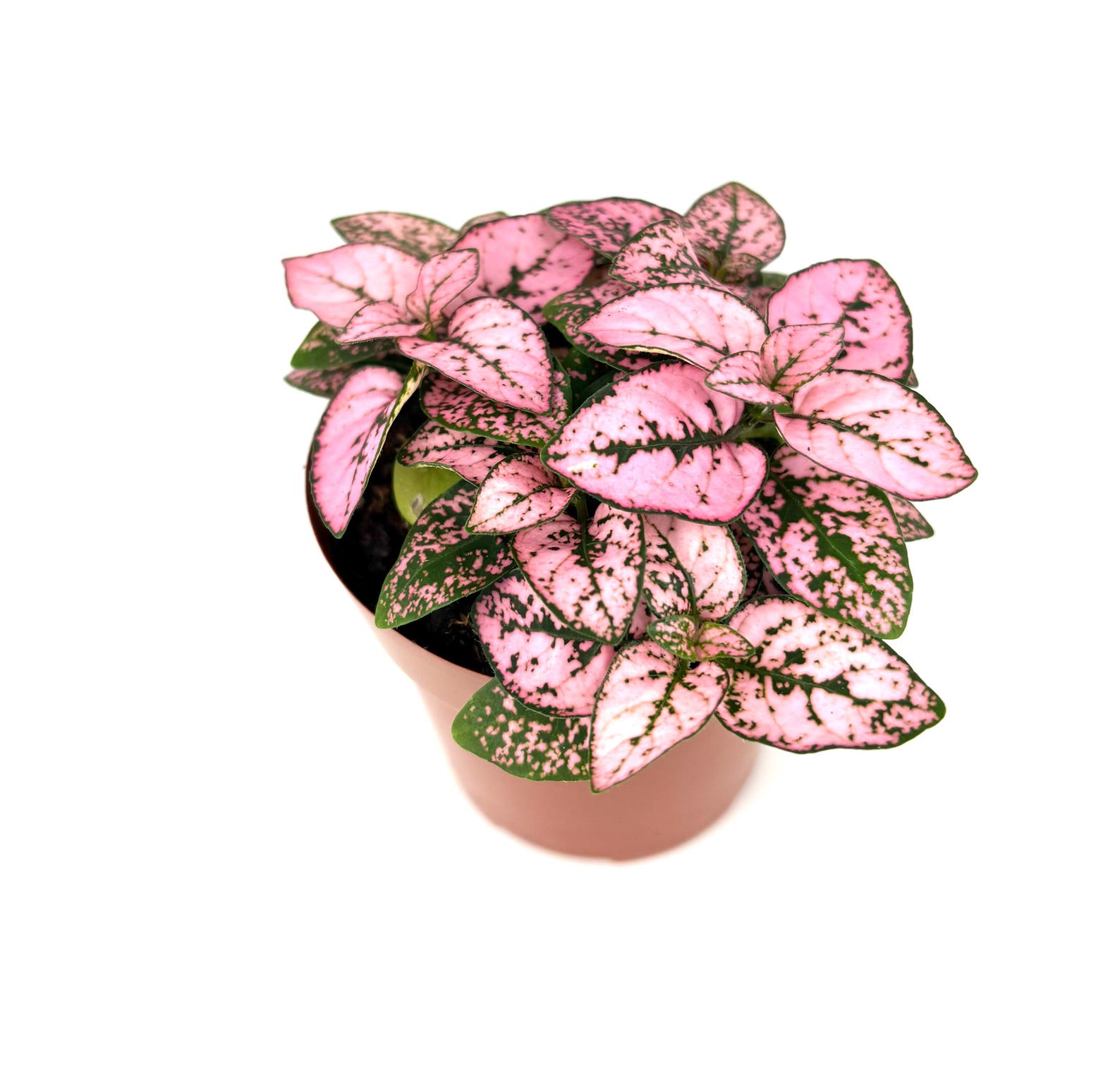 Hypoestes Rose Splash Live Potted House Plants - Etsy